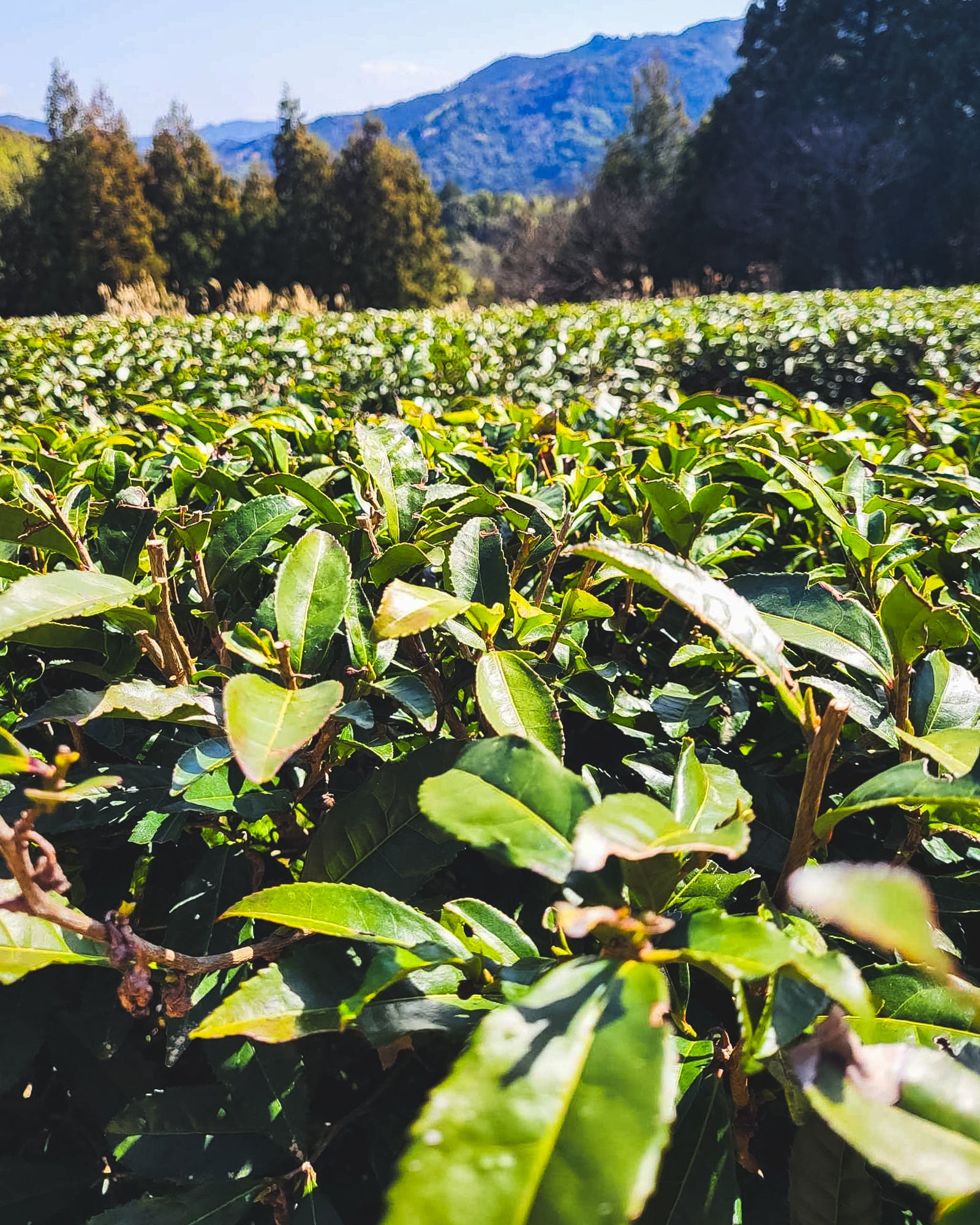 Fuglen Coffee Roasters Oslo